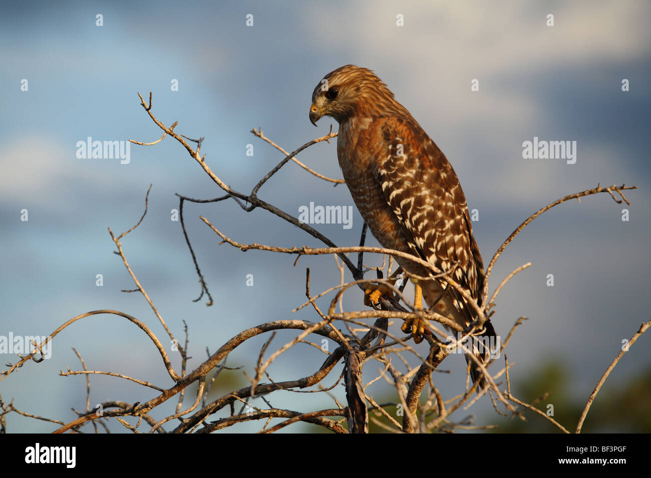 Red shouldered hawk hi-res stock photography and images - Alamy