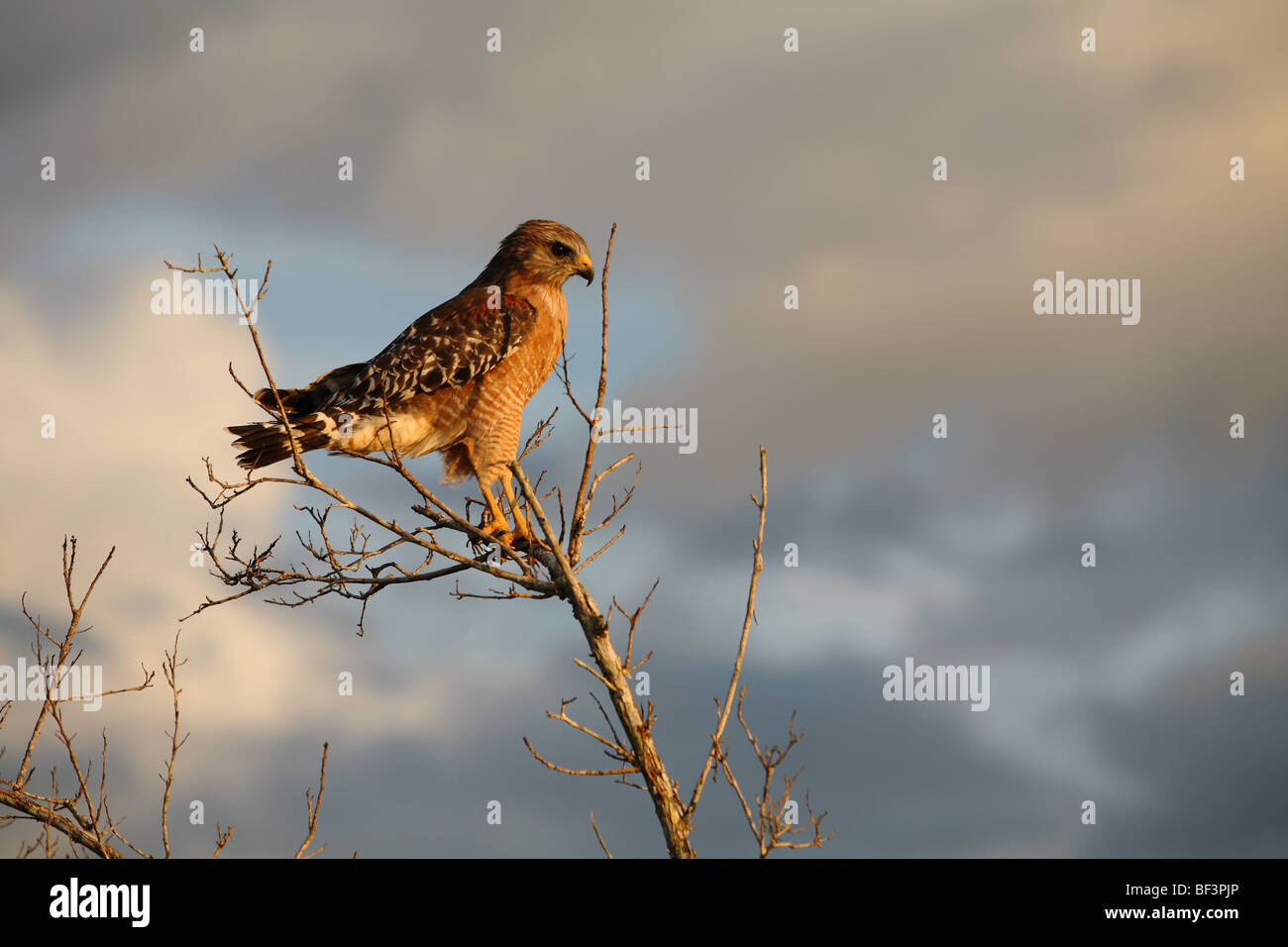 Red shouldered hawk hi-res stock photography and images - Alamy
