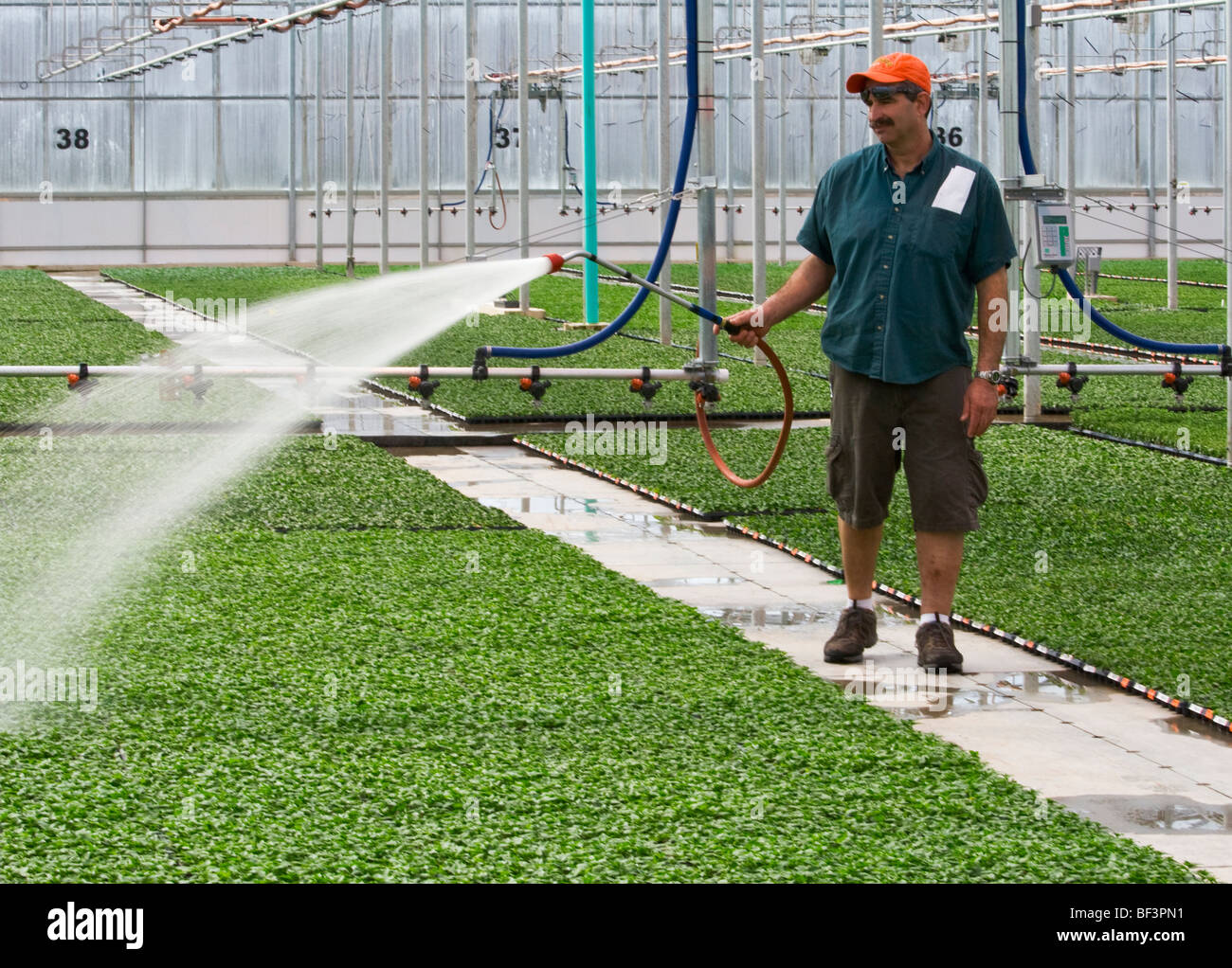 Plug plants greenhouse hi-res stock photography and images - Alamy