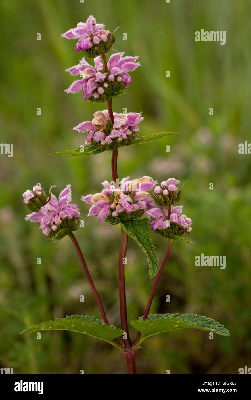 Labiate flower hi-res stock photography and images - Alamy