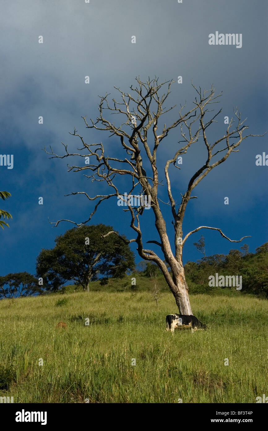 Cow tree hi-res stock photography and images - Alamy