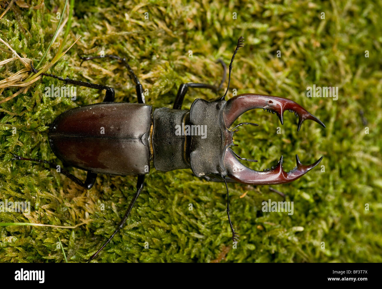 Male stag beetle lucanus cervus hi-res stock photography and images - Alamy