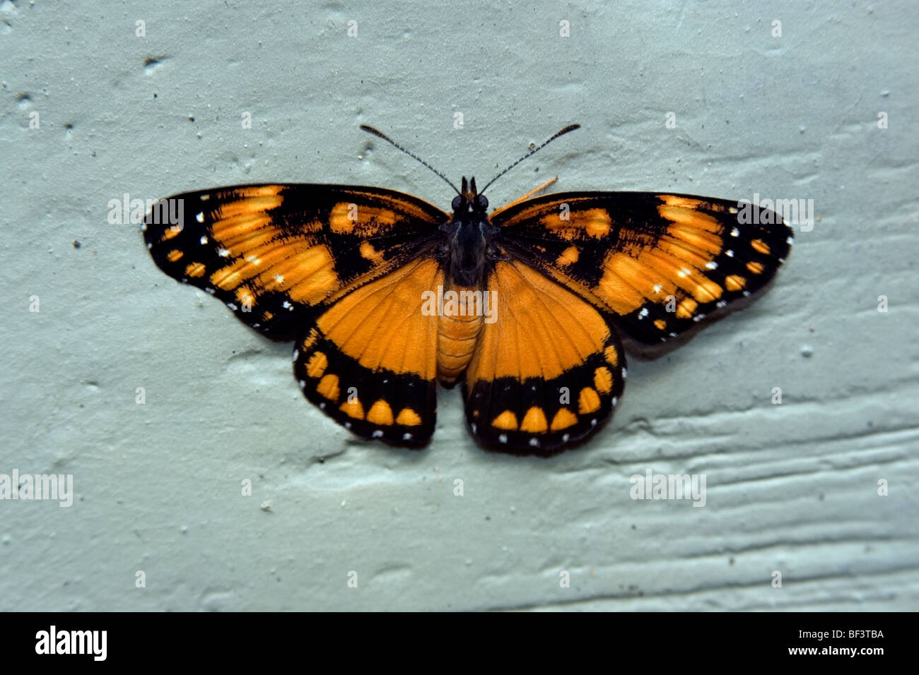 Brazil butterfly hi-res stock photography and images - Alamy