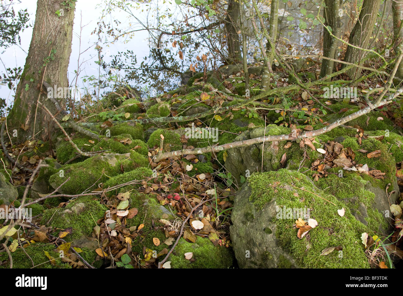 weathered rock and tree protected river bank Stock Photo - Alamy