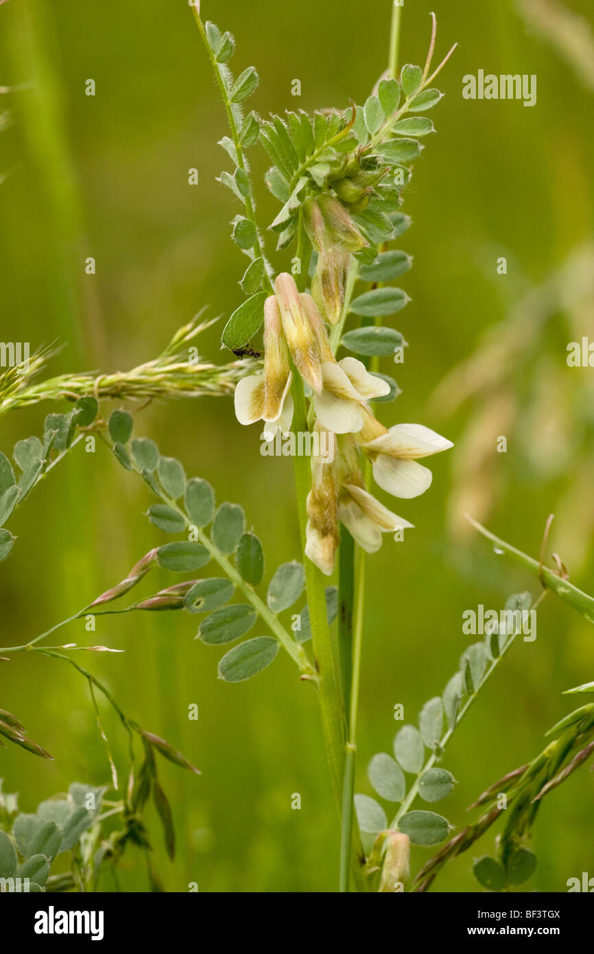 Hungarian vetch Vicia pannonica Stock Photo - Alamy