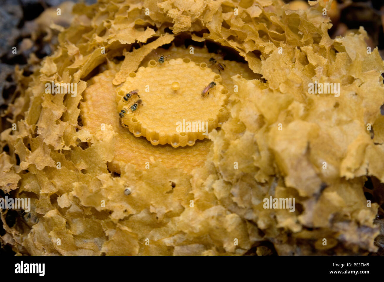 Stingless bee hive of Melipona bicolor at University of Vicosa, Vicosa ...