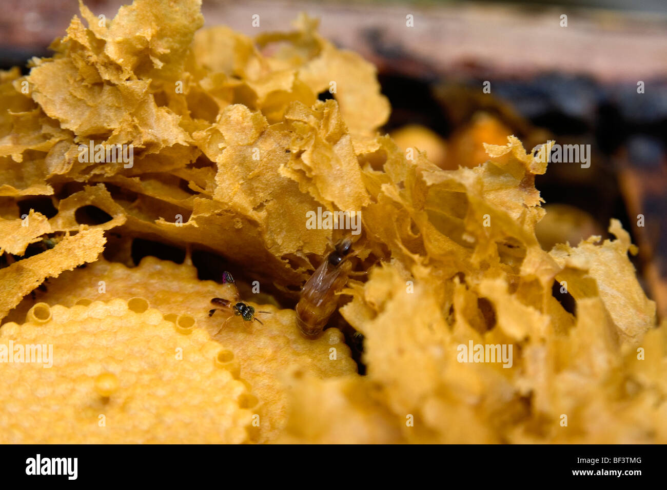 Stingless bee hive of Melipona bicolor at University of Vicosa, Vicosa ...