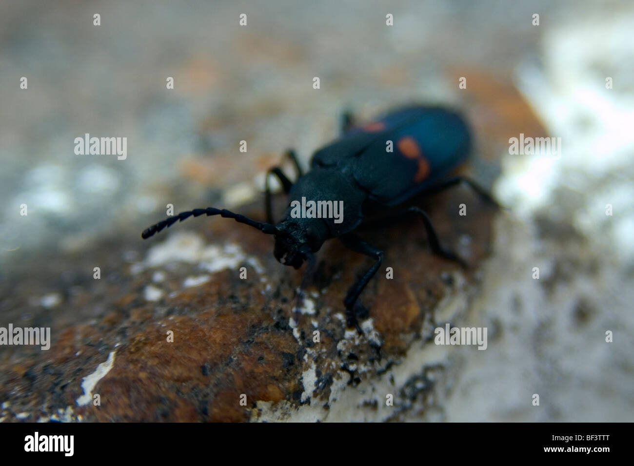 Brazilian beetle hi-res stock photography and images - Alamy