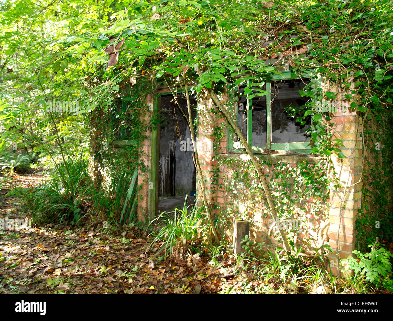 Old overgrown trees hi-res stock photography and images - Alamy
