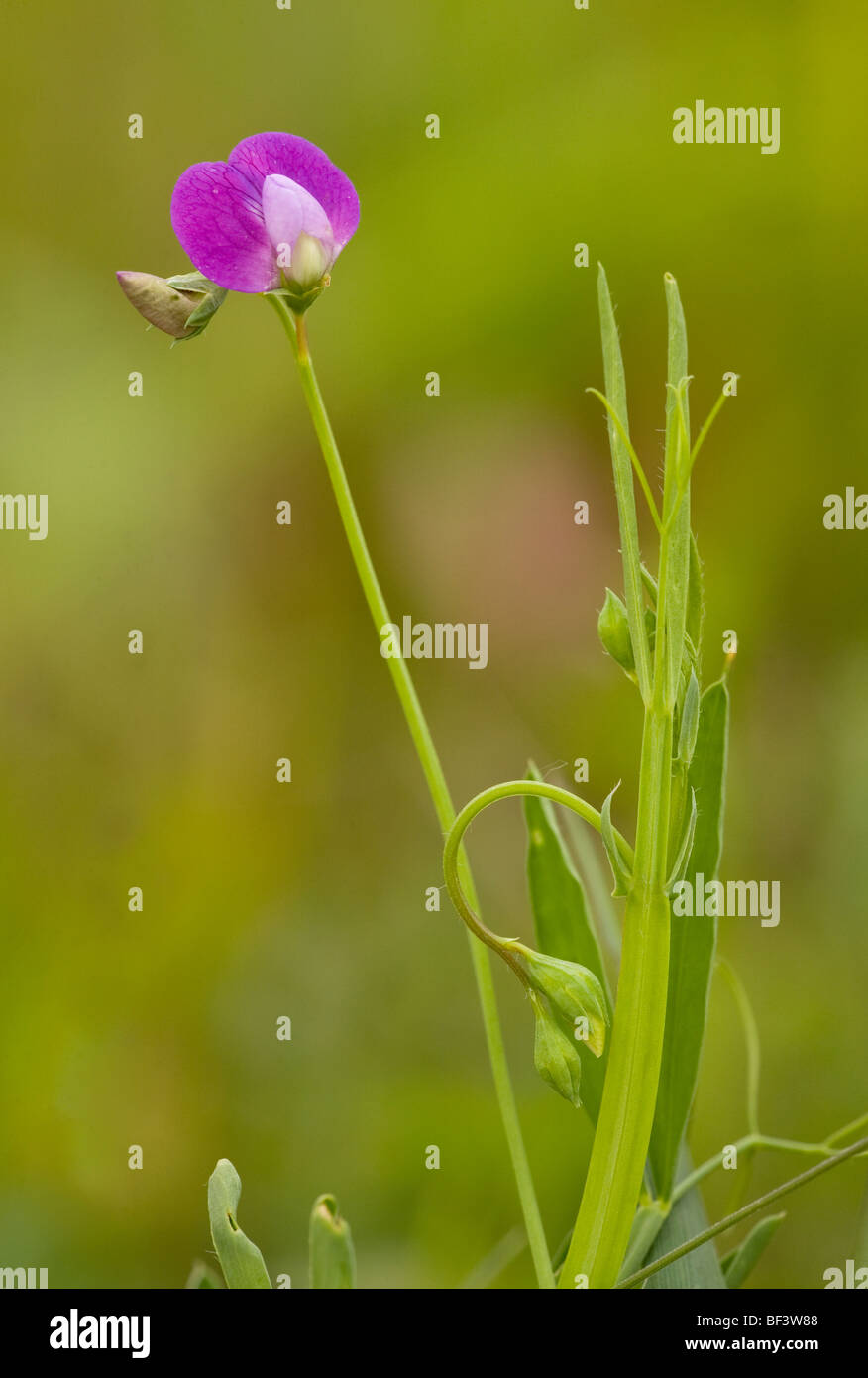 Hairy Vetchling Lathyrus hirsutus Stock Photo - Alamy