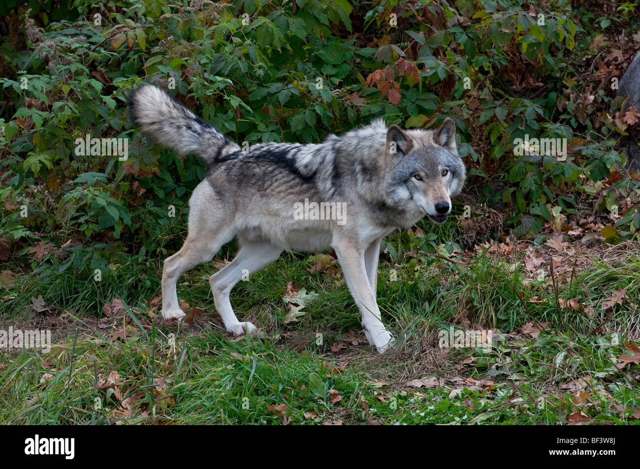 A Timber Wolf Stock Photo - Alamy