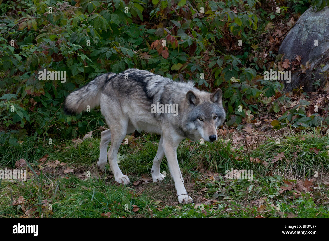 A Timber Wolf Stock Photo - Alamy