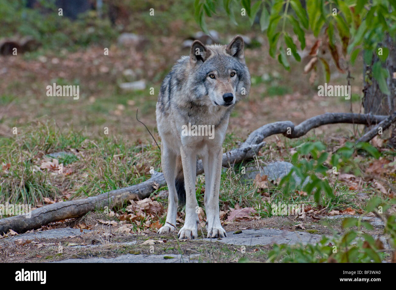 A Timber Wolf Stock Photo - Alamy