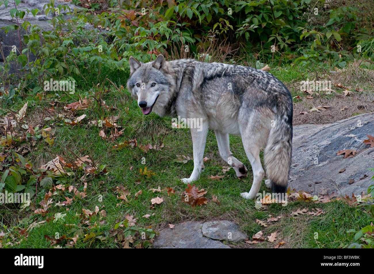 A Timber Wolf Stock Photo - Alamy