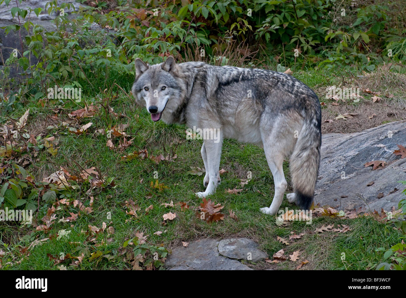 A Timber Wolf Stock Photo - Alamy