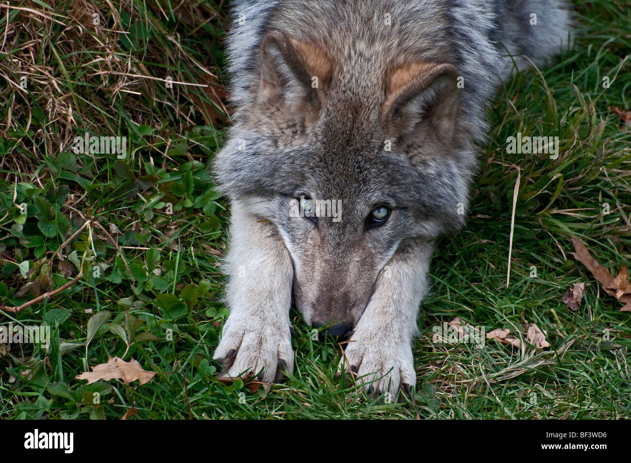 Close-up of a playful Wolf Stock Photo - Alamy