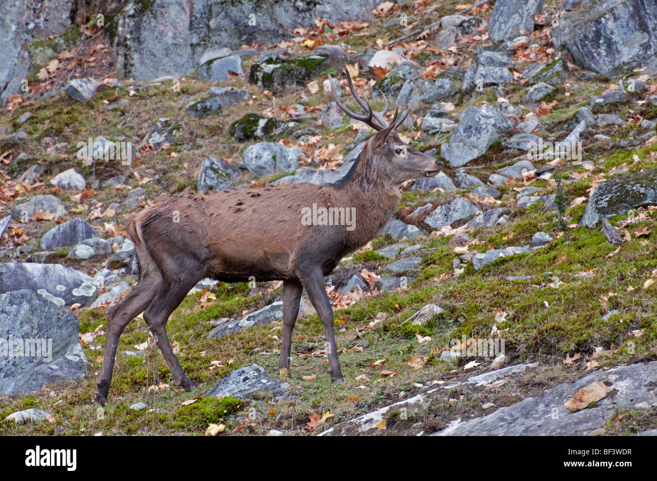 A Stag in autumn Stock Photo - Alamy