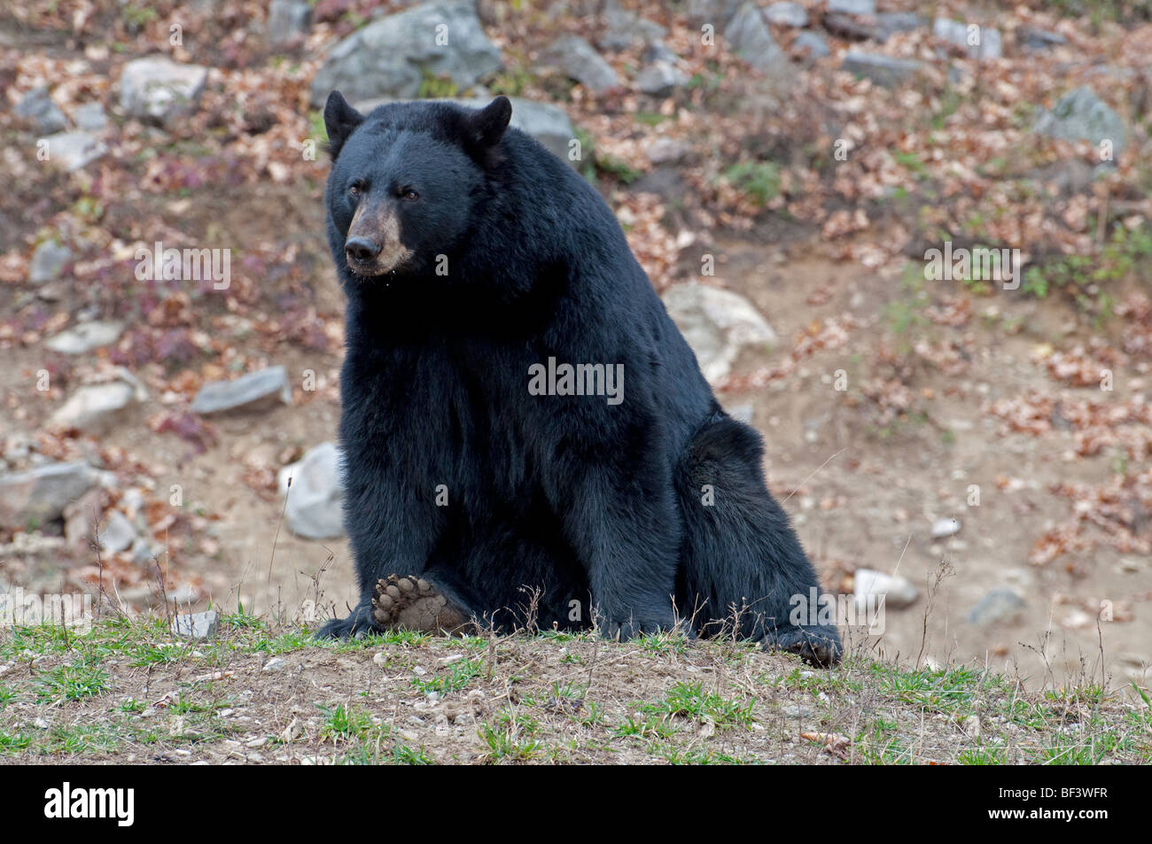 A Black Bear in autumn Stock Photo - Alamy