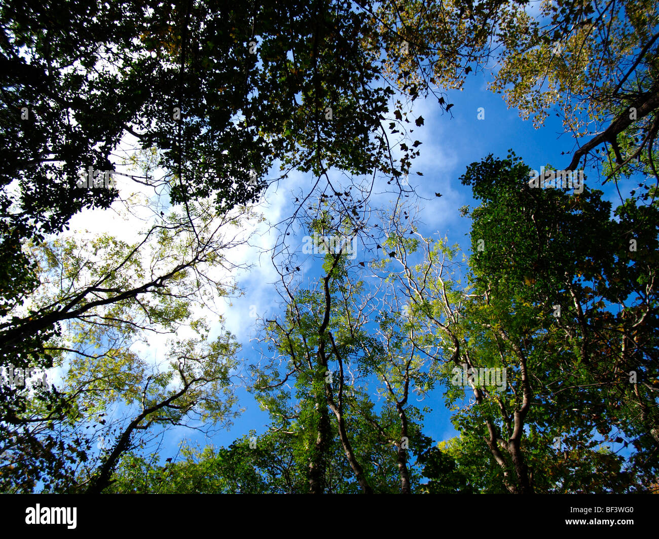 View through the tops of the trees Stock Photo - Alamy