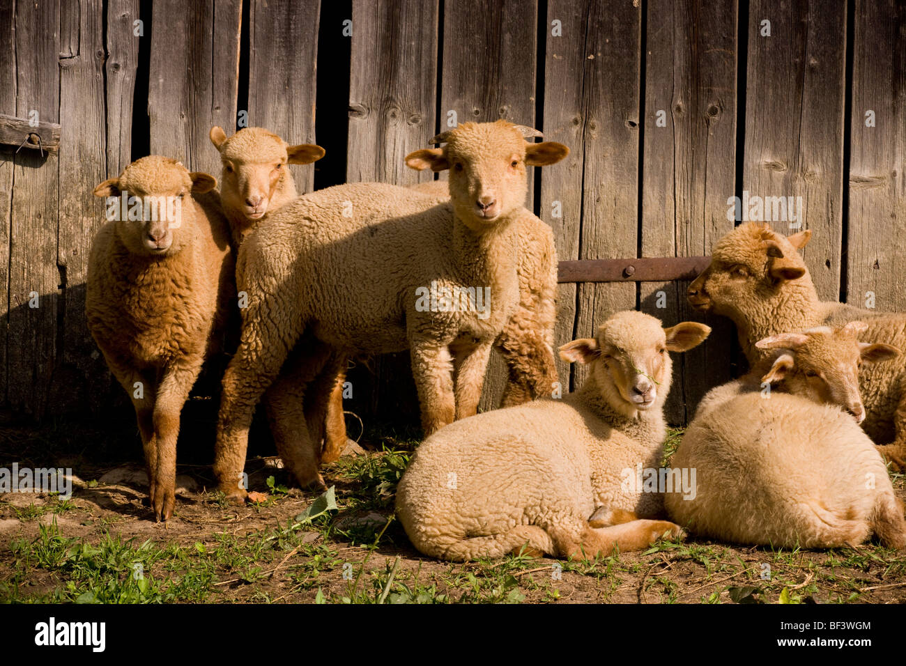 Young farm sheep hi-res stock photography and images - Alamy
