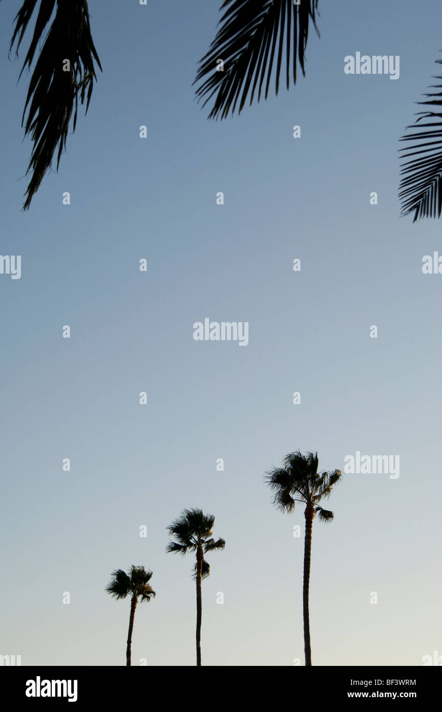 3 palm trees hi-res stock photography and images - Alamy