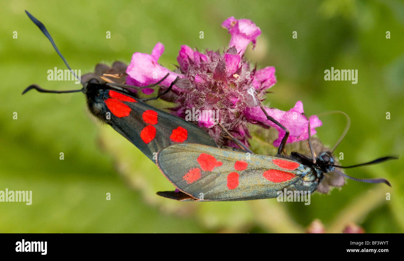 6-spot burnet moths Zygaena filipendulae mating Stock Photo - Alamy