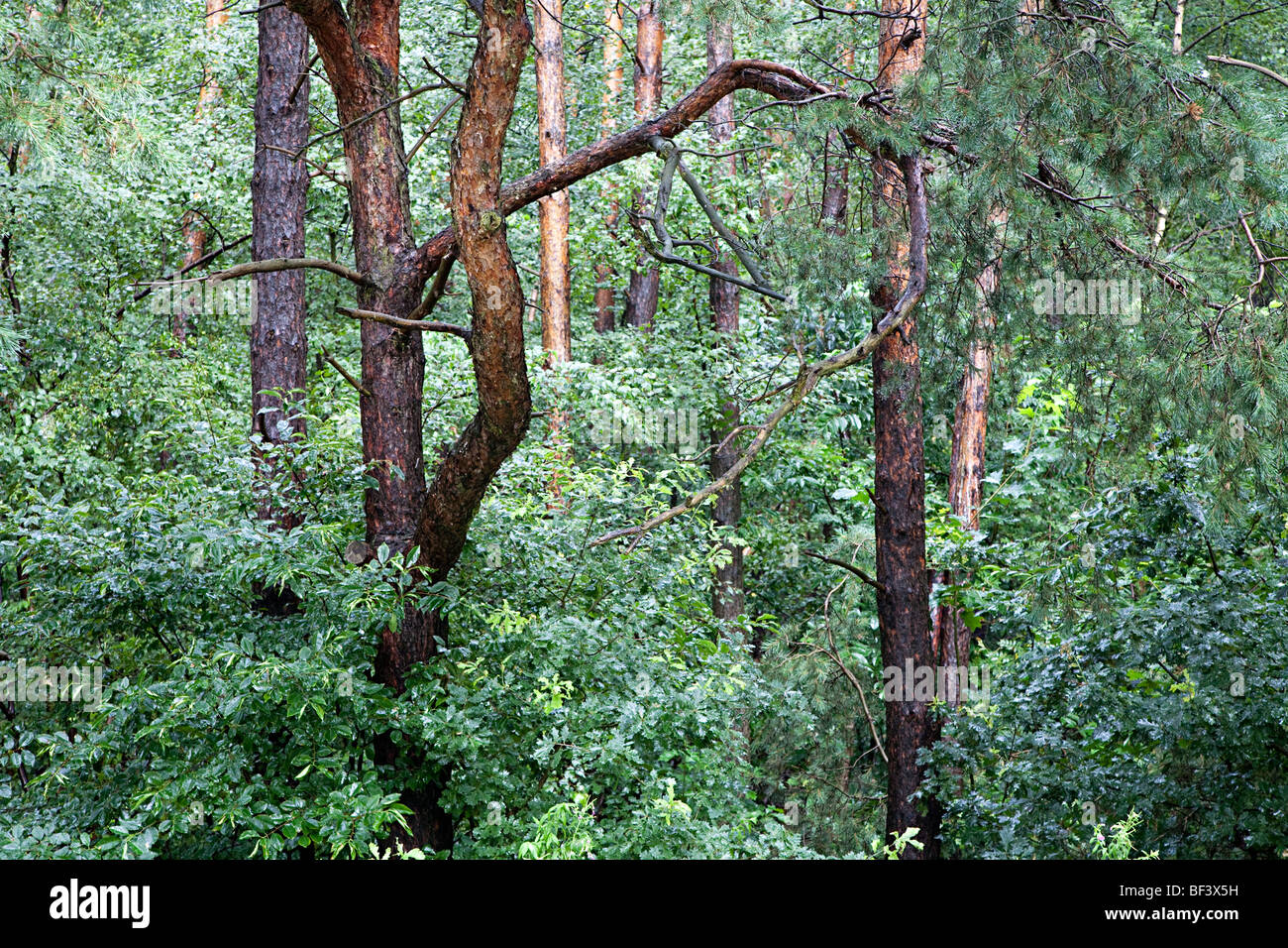 Dense forest in Kalmthoutse Heide nature reserve Kalmthout Belgium ...