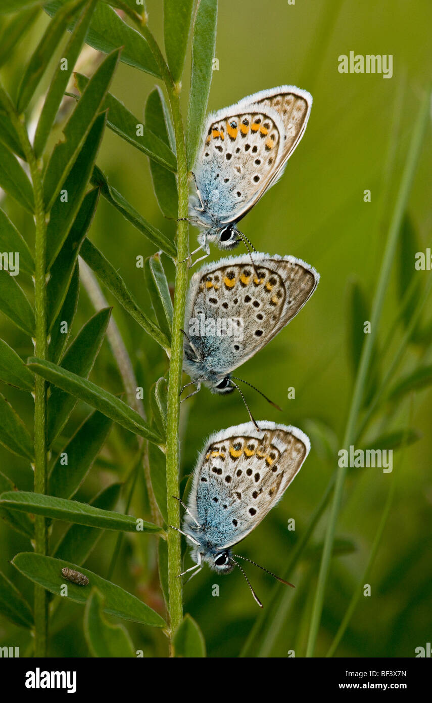 Three Silver-studded blue butterflies Plebejus argus roosting at dusk ...