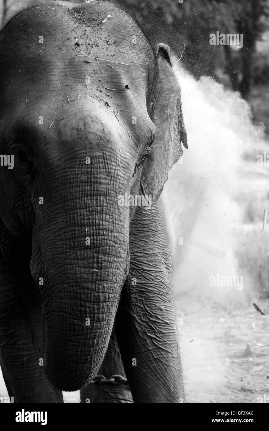 Asian elephant, Elephas maximas, blowing dust over itself as a ...
