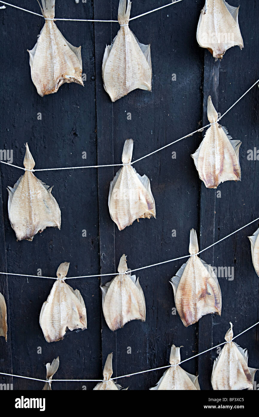 Fish hanging up to dry Zuiderzeemuseum Enkhuizen Netherlands Stock ...