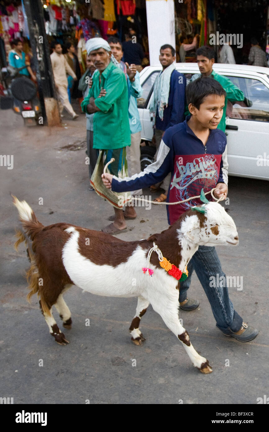 Boy walking goat, Old Delhi, India Stock Photo - Alamy