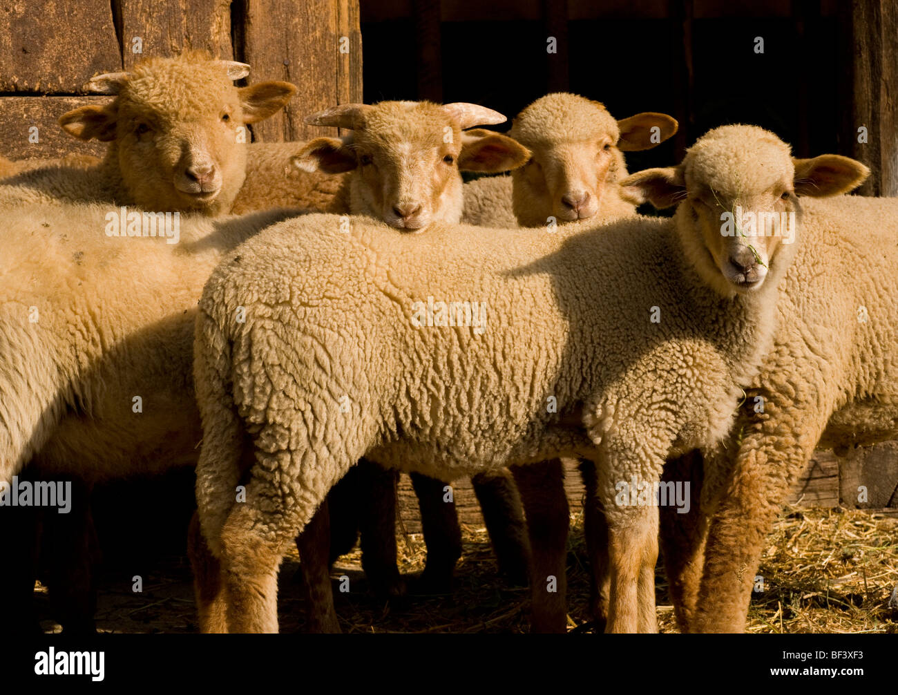Young sheep in courtyard of Saxon house in Viscri, Transylvania ...