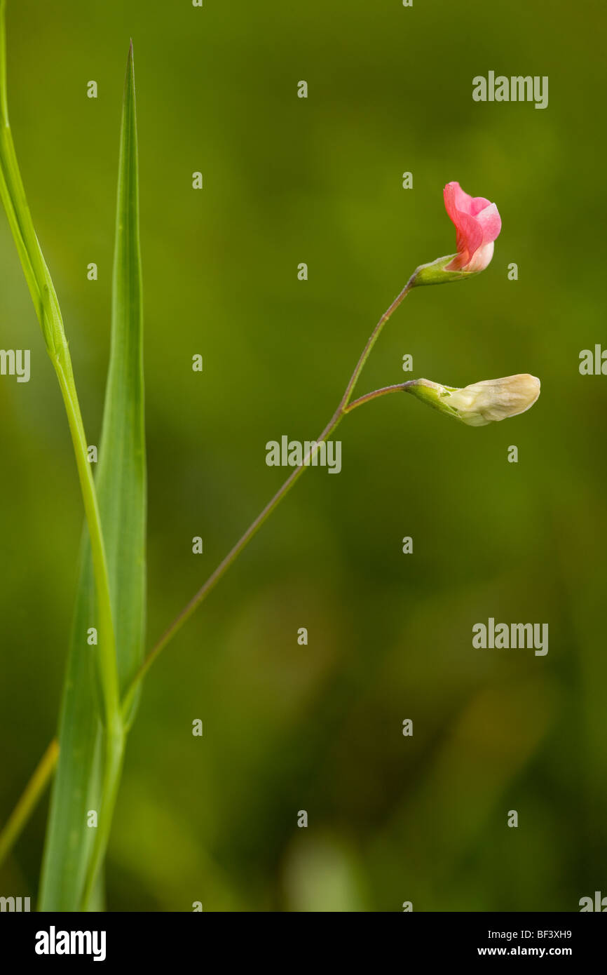 Grass vetchling in flower Lathyrus nissolia. Uncommon in UK in ...