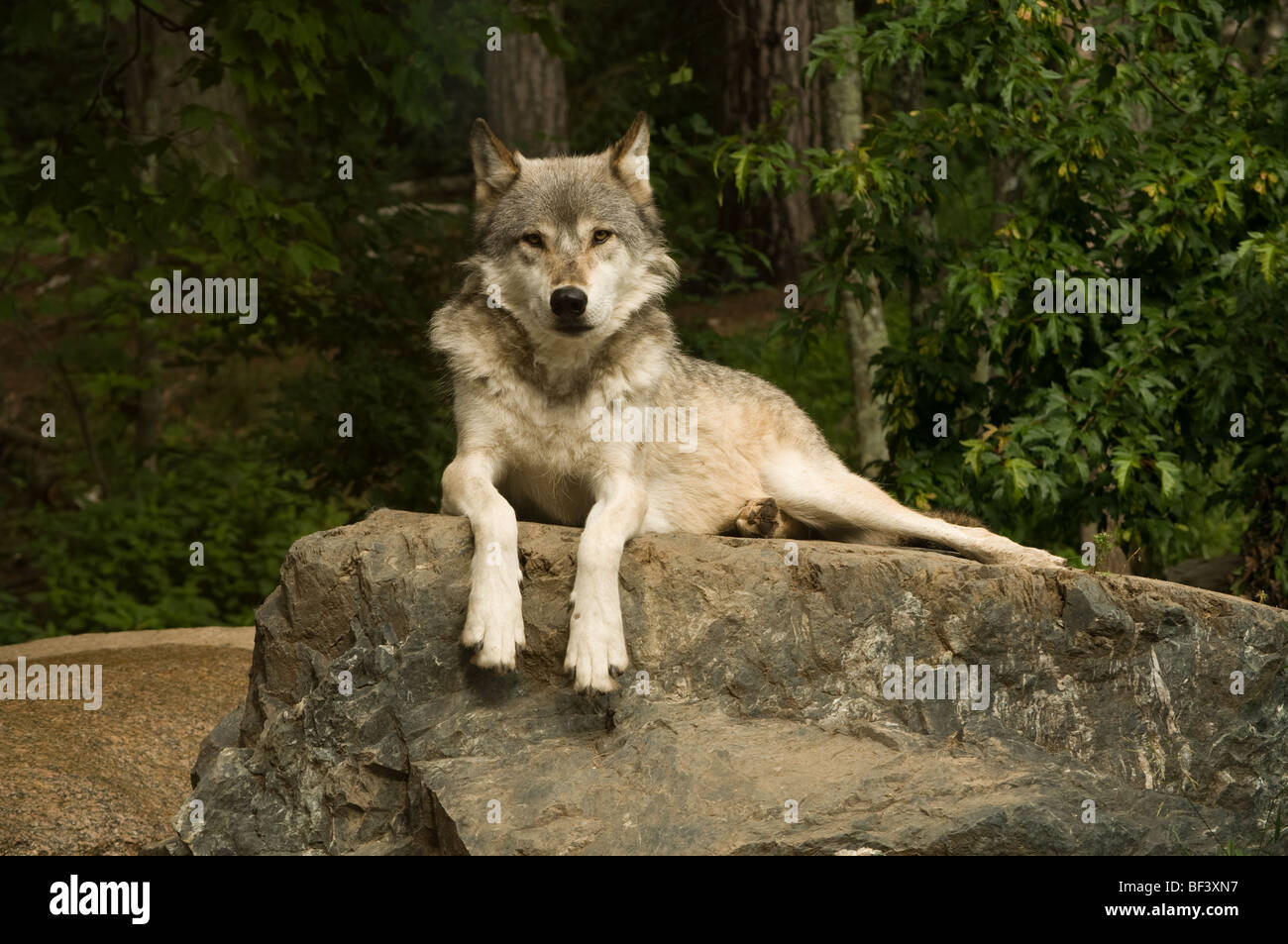 Great Plains Animals