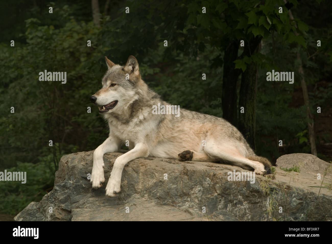 great plains wolf growling at something off camera while laying on a ...