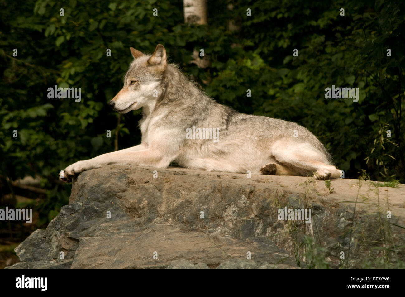 great plains wolf laying attentively on large rock Stock Photo - Alamy
