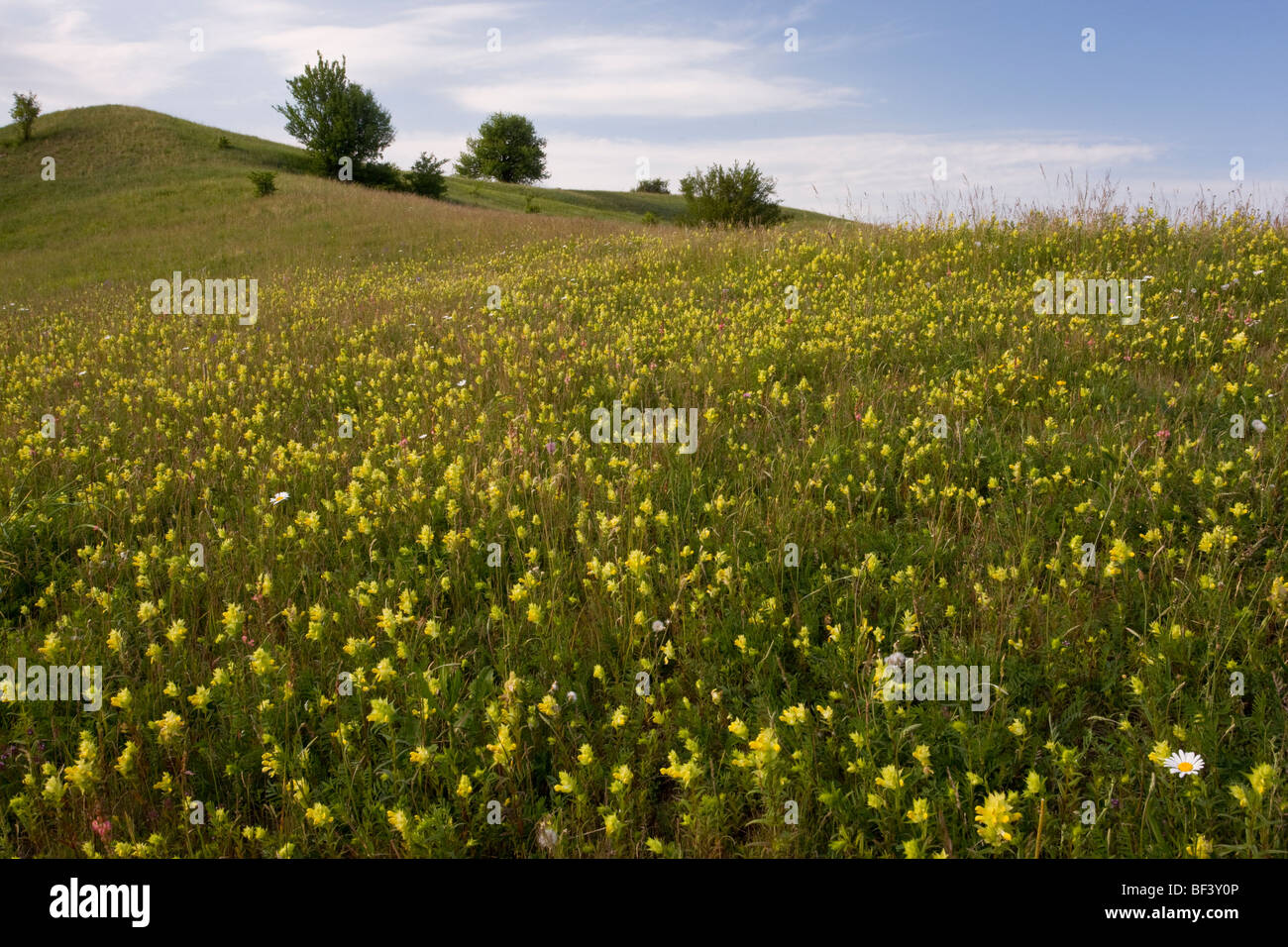 Rhinanthus rumelicus hi-res stock photography and images - Alamy