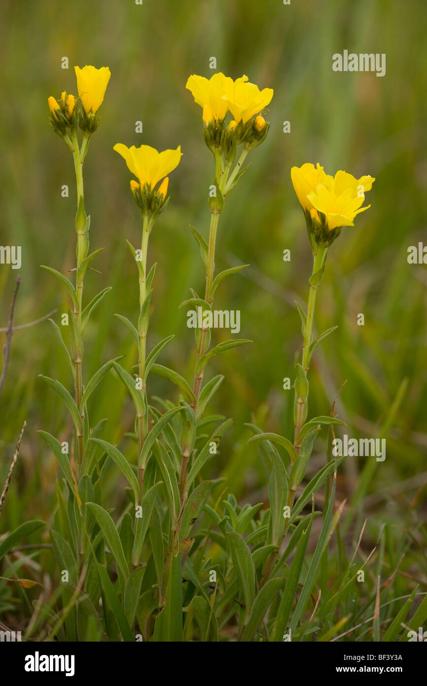 Yellow flax Linum flavum in grassland near Viscri Stock Photo - Alamy