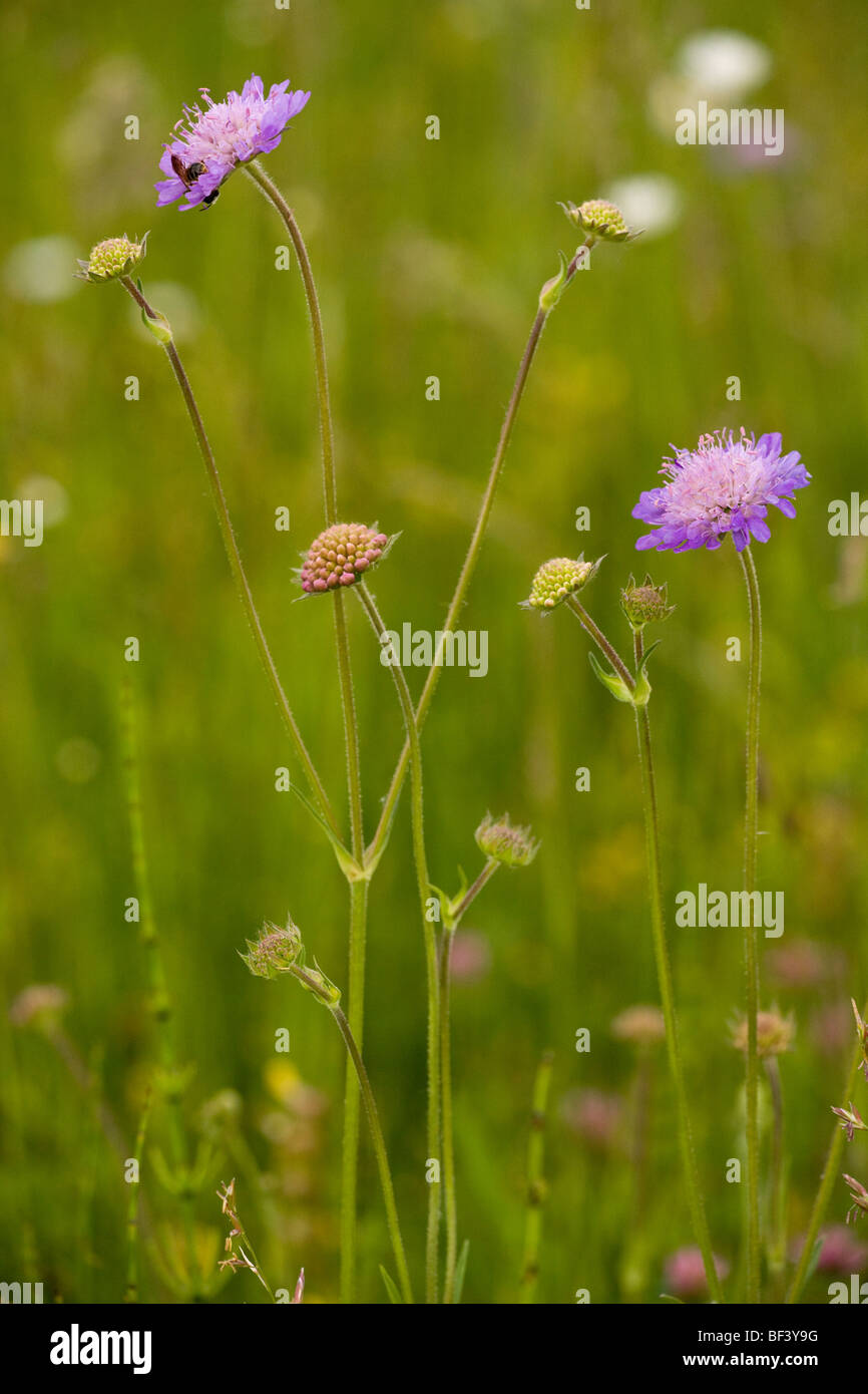 Field scabious knautia arvensis hi-res stock photography and images - Alamy