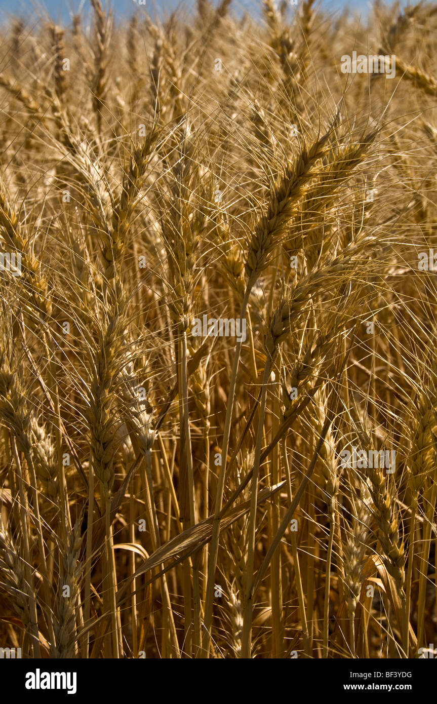 Agrarian crop hi-res stock photography and images - Alamy