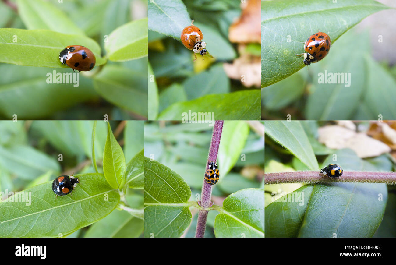 Native British seven spot ladybird (top left) with five colour variants ...