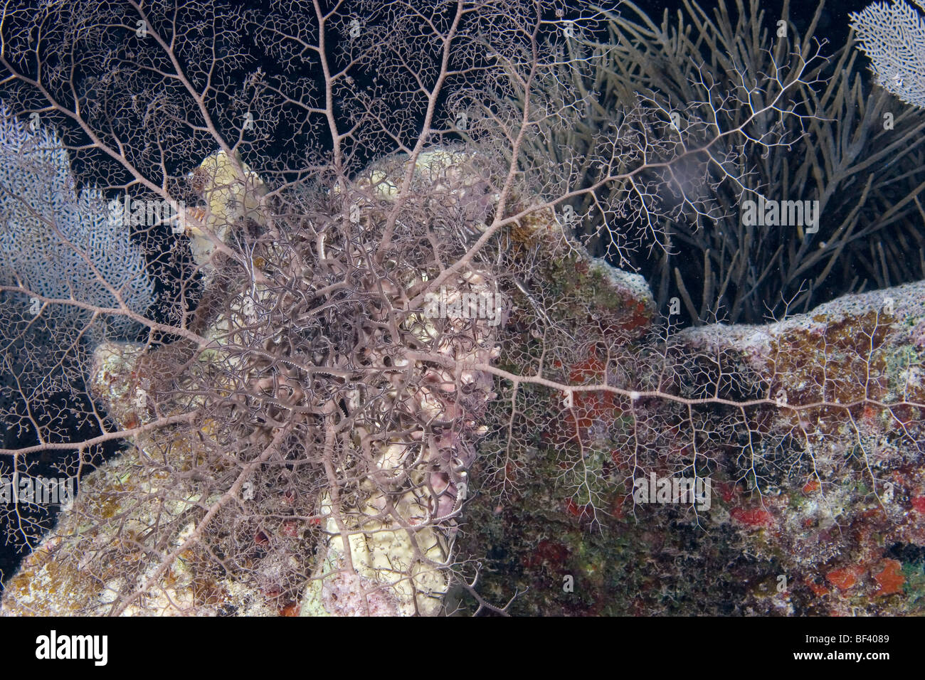 Basket Starfish at night Astrophyton muricatum Stock Photo - Alamy