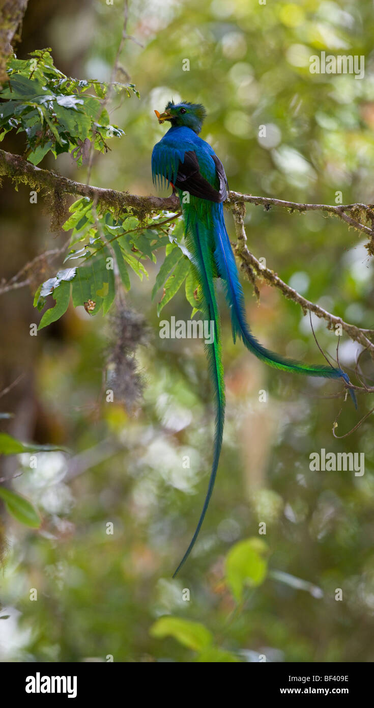 Resplendent Quetzal in Costa RIca, male with an insect in its beak to ...