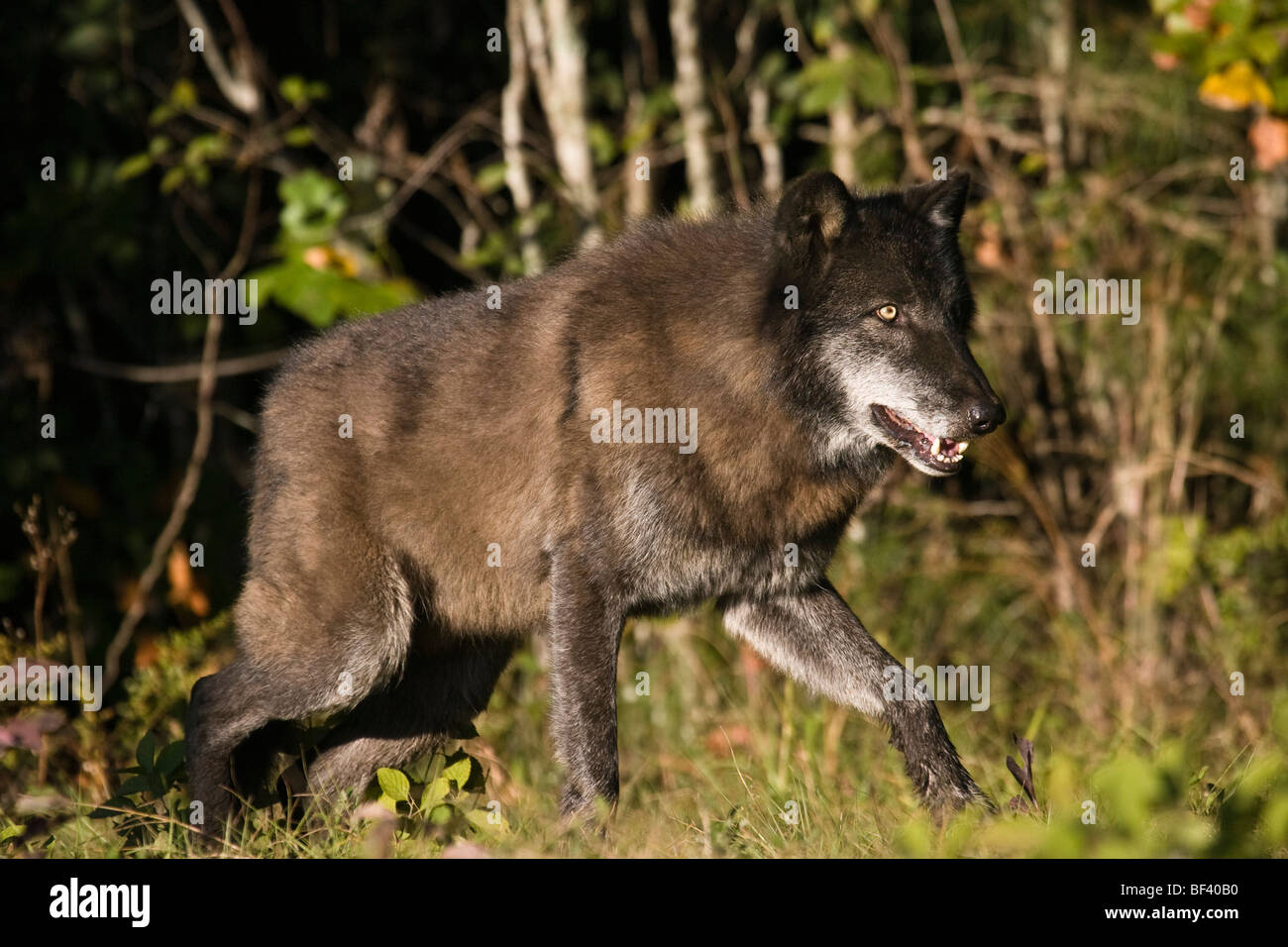 Timber wolf running hunt hi-res stock photography and images - Alamy