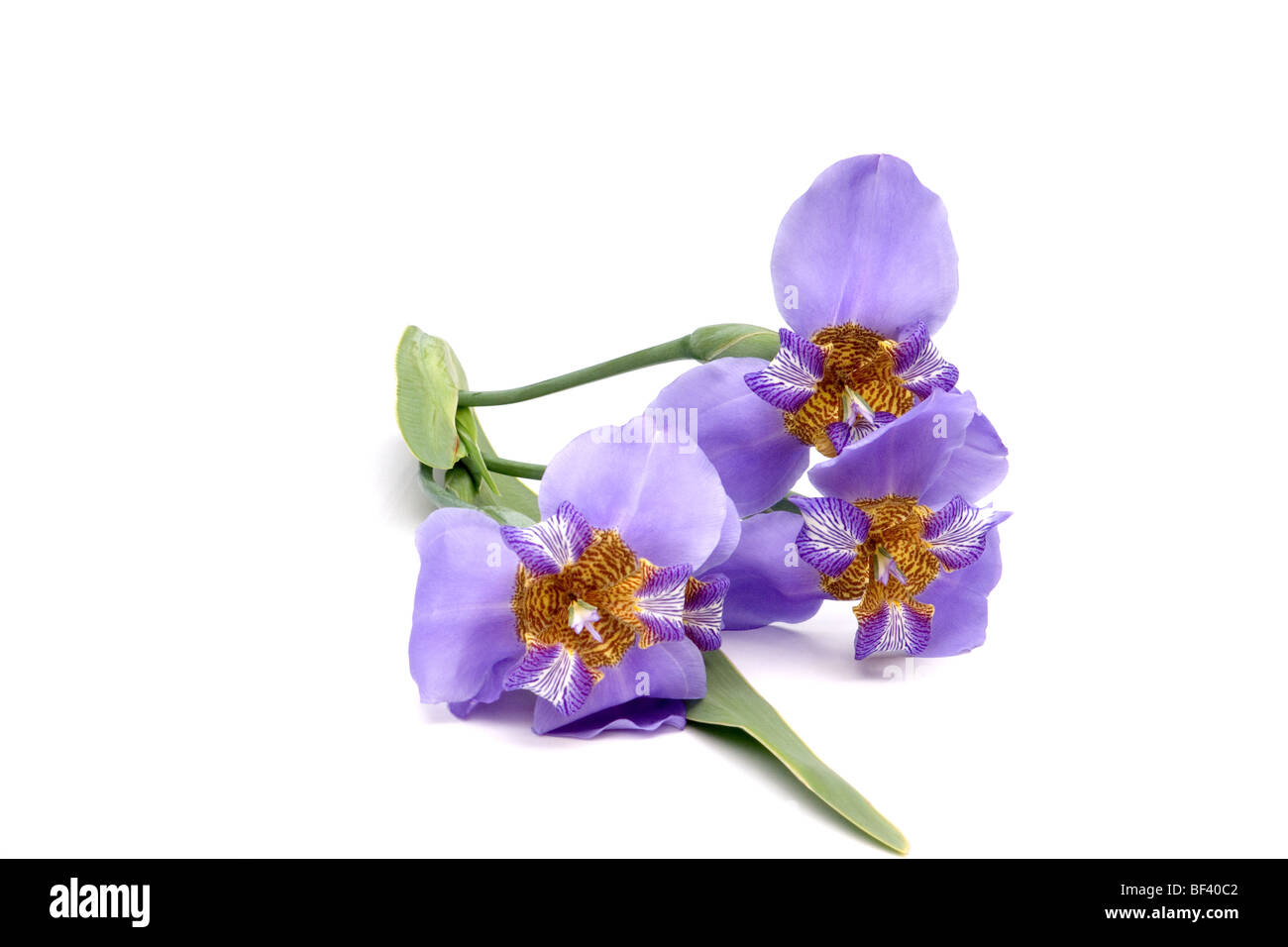 White blue iris in Cut Out Stock Images & Pictures - Alamy
