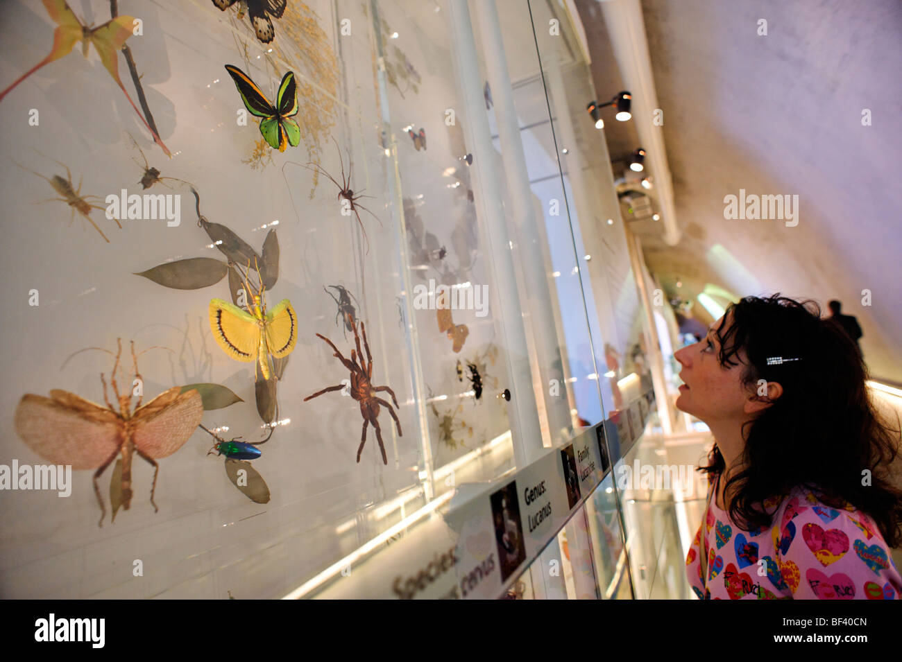 Insect display in the Darwin Centre at the Natural History Museum ...