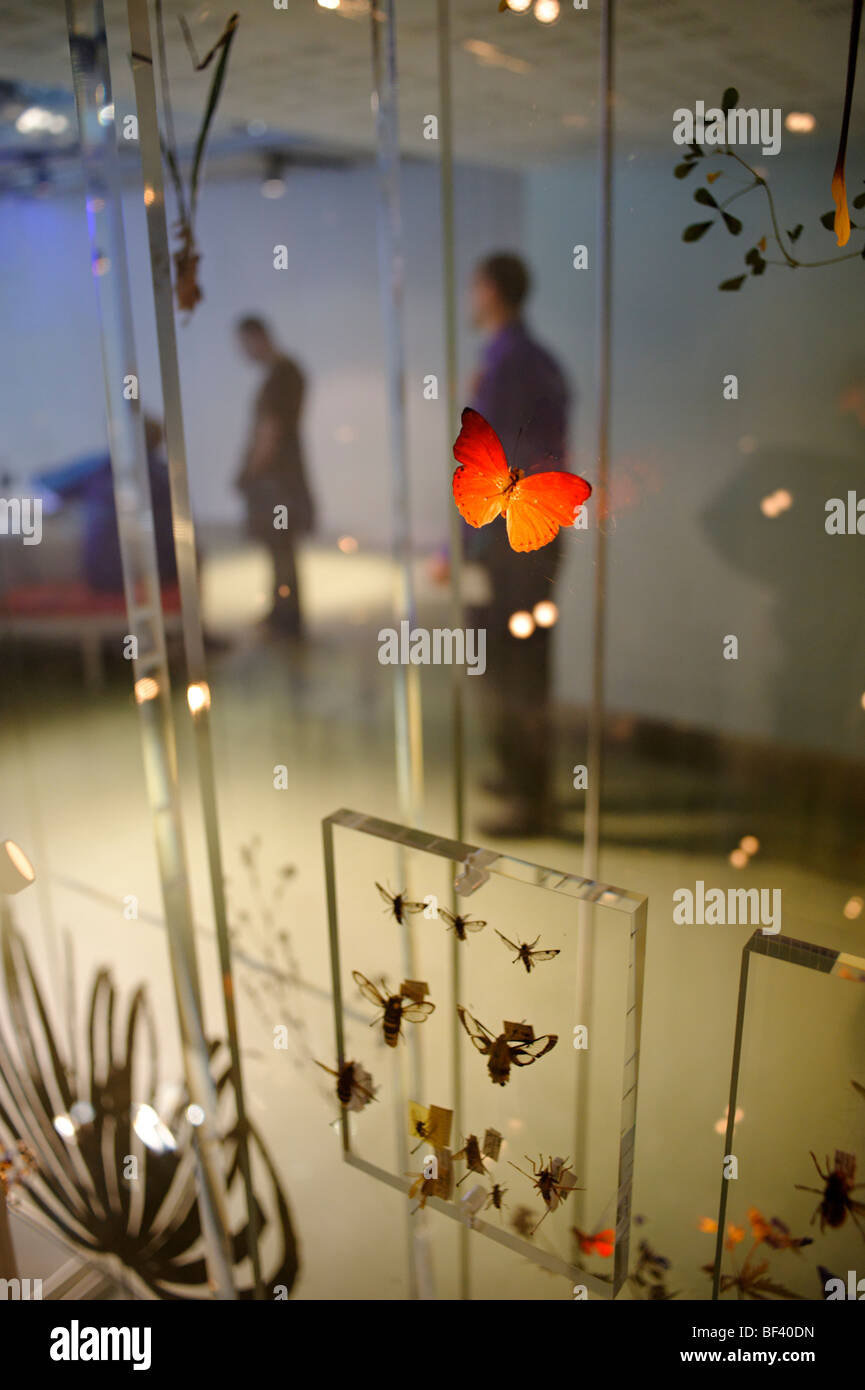 Insect display in the Darwin Centre at the Natural History Museum ...