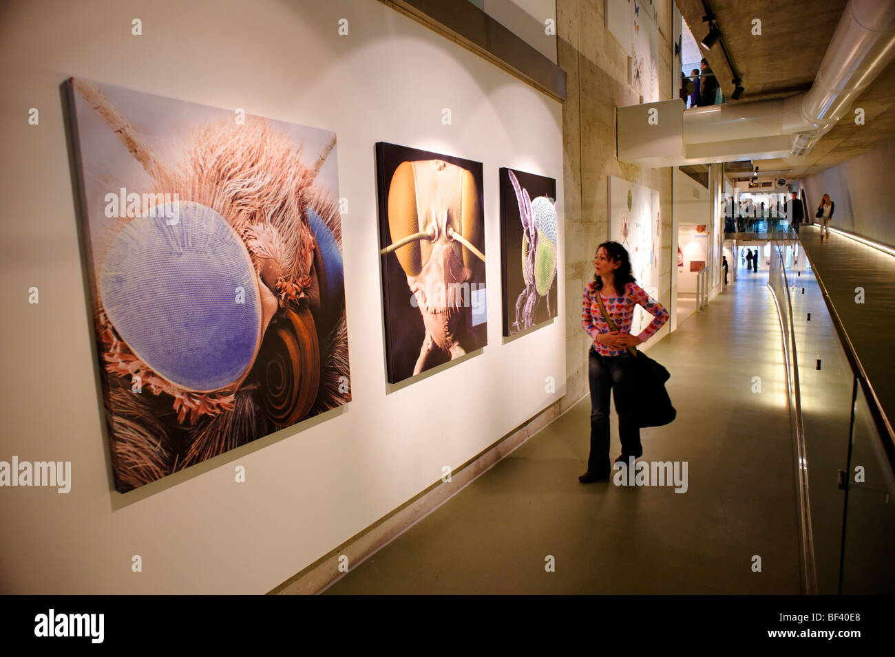 Large electron microscope images of Insects in the Darwin Centre at the ...