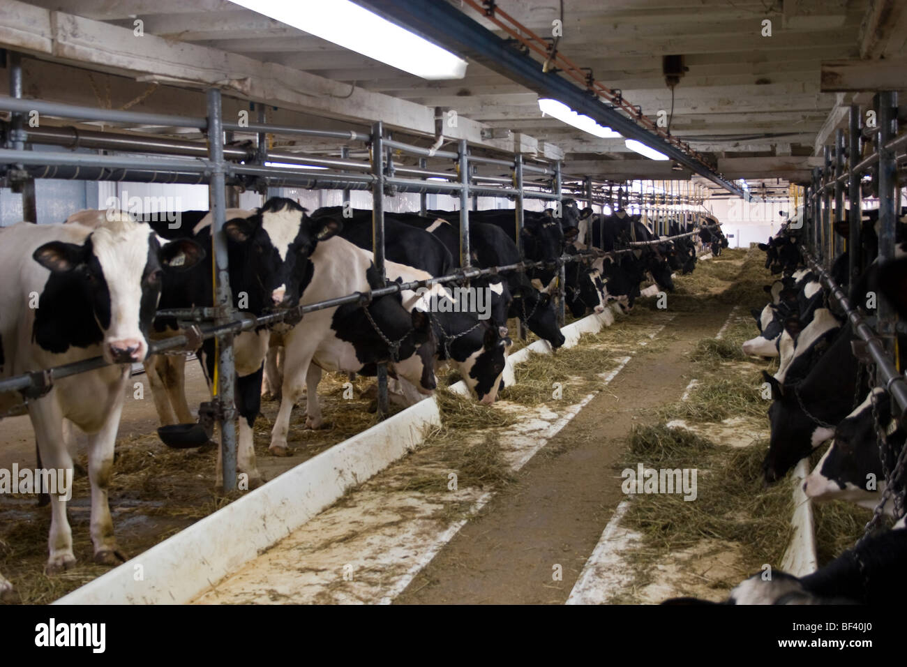 Dairy cows feeding on hay in a barn in Quebec, Canada Stock Photo - Alamy