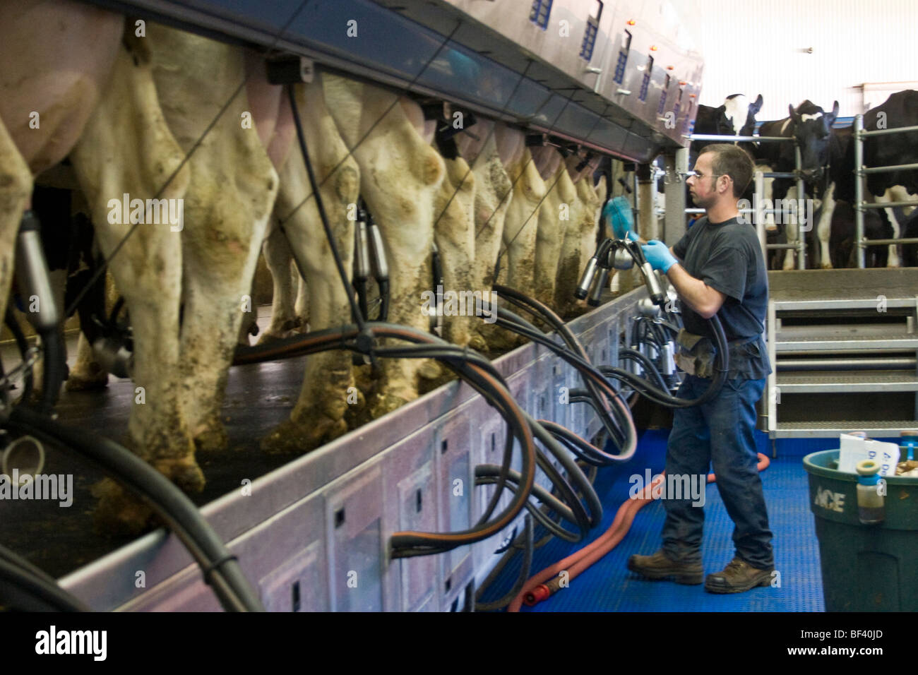 Diary farmer milking cows with an automated milking machine Stock Photo ...